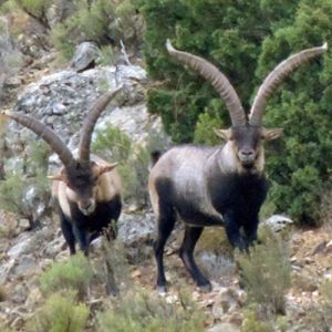 Southeastern Ibex - The Iberian Hunting Experience