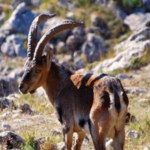 Southeastern Ibex - The Iberian Hunting Experience