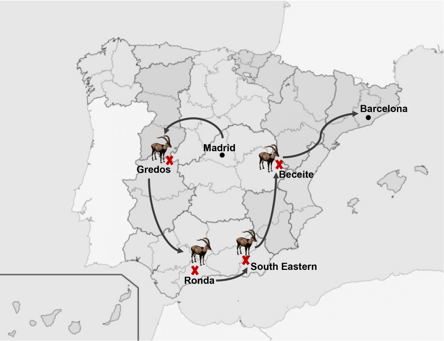 Spanish Ibex Grand Slam - The Iberian Hunting Experience